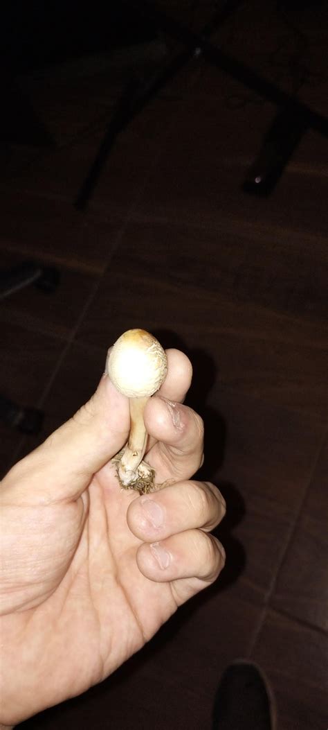 Help Identifying This Mushroom R Mushrooms
