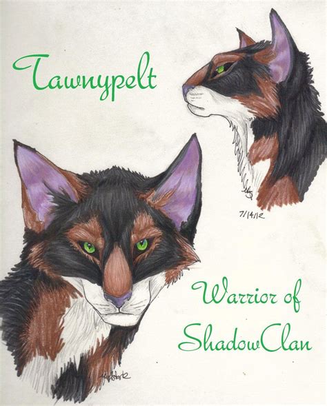 Tawnypelt Faces By Mudstarmord Sith On Deviantart Warrior Cats Art Warrior Cats Warrior