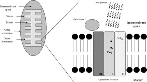 Schematic Representation For Mitochondrion And Cytochrome C Oxidase
