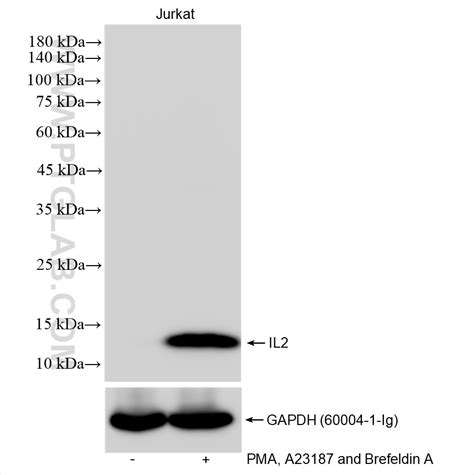 Il 2 Antibody 83558 5 Pbs Proteintech