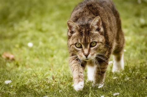 猫 家畜 ネコ Pixabayの無料写真 Pixabay