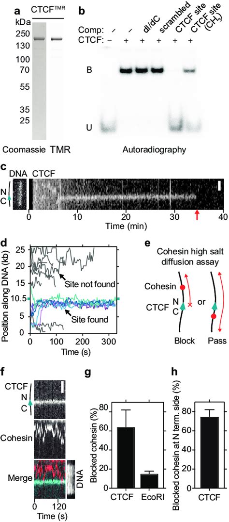 Ctcf Is A Directional Barrier To Cohesin Diffusion On Dna A Coomassie Download Scientific