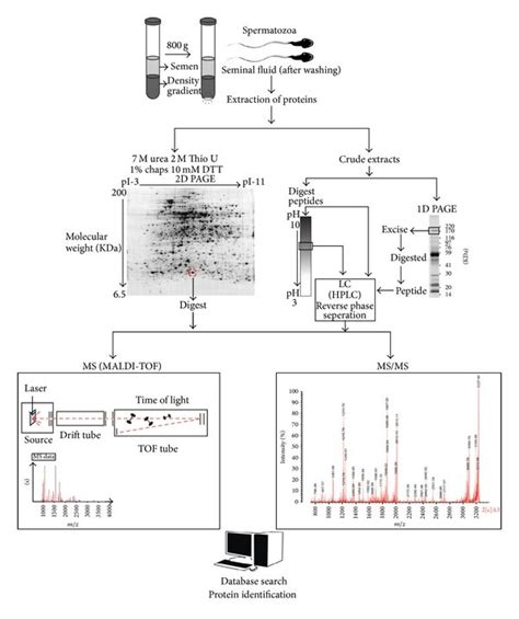 Schematic Diagram Showing The Extraction And Analysis Of Proteins From Download Scientific