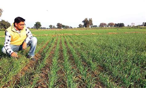 Wheat Crop गेहूं की फसल पर भारी तापमान