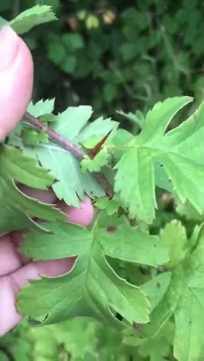 Ведьмин сад. Боярышник в колдовстве - YouTube