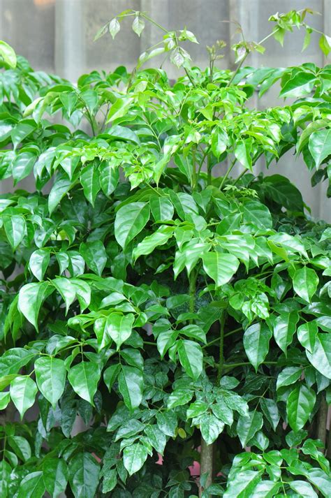 海南山菜豆 台灣景觀植物介紹