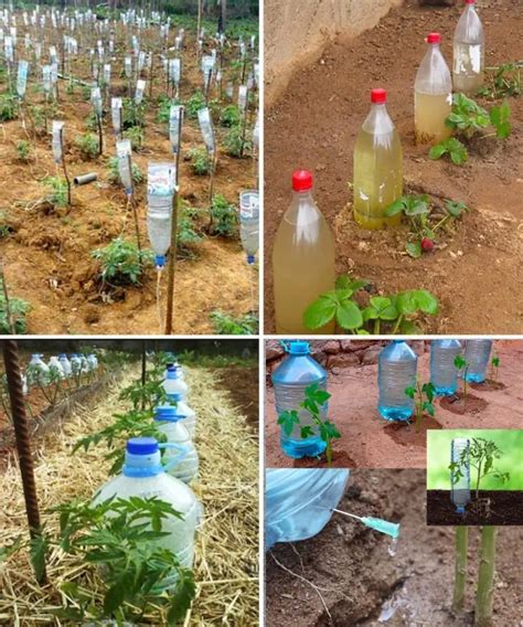 Diy Automatic Plant Watering System Simple Steps To Keep Your Plants Healthy While Youre Away