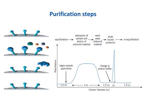 Affinity Chromatography Principles And Applications Ppt