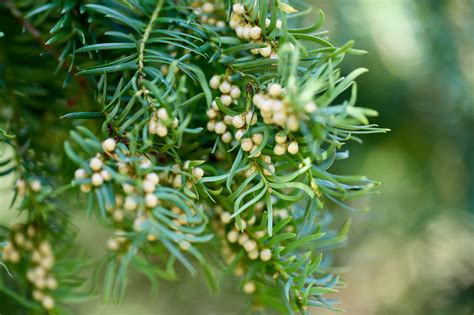 Yew English Taxus Baccata Free Photo On Pixabay