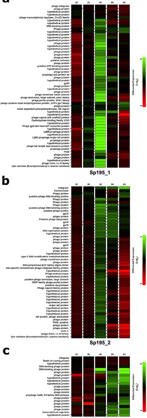 Heat Maps Describing The Results Of The Rna Seq Experiment Prophage