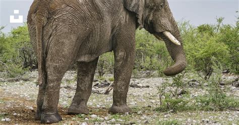 나무를 배경으로 들판에 서 있는 코끼리 사진 Unsplash의 무료 에토샤 국립공원 이미지