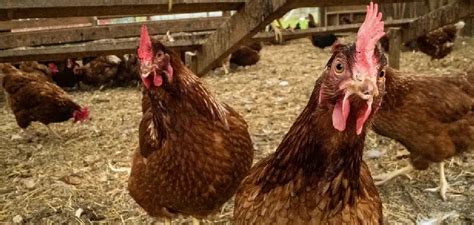 How To Keep Chickens From Pecking Each Other 5 Easy Steps