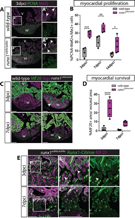 Increased Myocardial Proliferation And Protection In The Runx1 Mutant Download Scientific