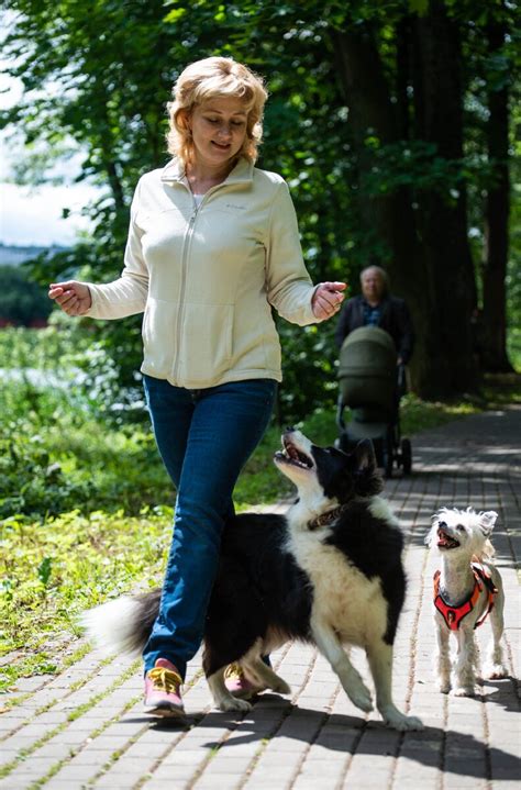 Минусы породы бордер колли По жизни с собакой Дзен