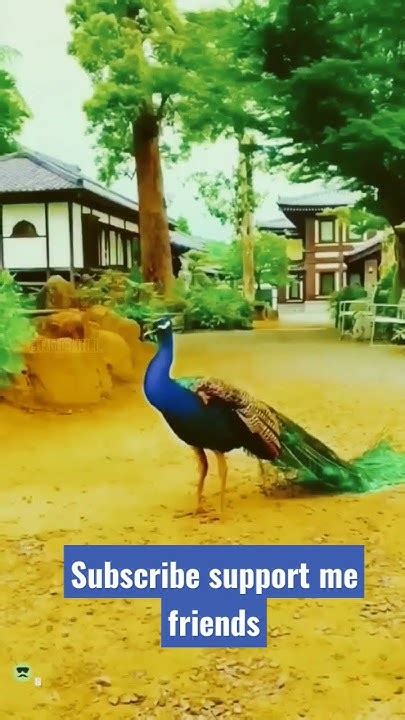 Peacock🦚🦚🦚 Buitfull Youtube
