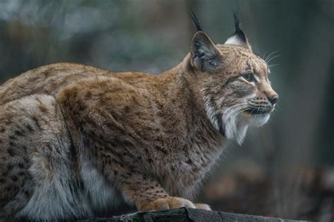 Premium Photo Eurasian Lynx