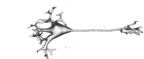 Difference Between Dendrite And Axon With Comparison Chart And Similarities Bio Differences
