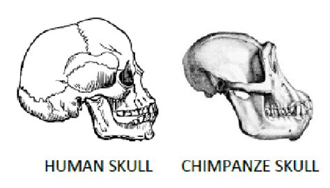 Year Science Evolution And Inheritance Fossils Study Notes Worksheets And Online Practice