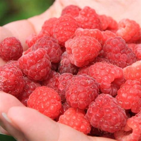 Heritage Raspberry Seeds For Planting Raspberry Seeds Bare Raspberry Seeds From Hand Picked