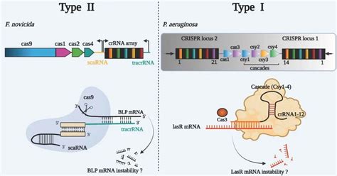 Crispr系统 非经典”功能：影响细菌特性和宿主免疫 Mol Biomed文章荐读 X Mol资讯