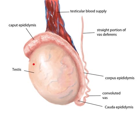 Orchiectomy A Testicles After Orchiectomy Left Testicle Yellow