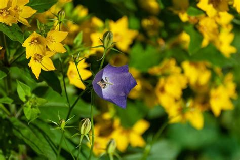 珞 Колокольчик голубой ФотоДрузья ВКонтакте