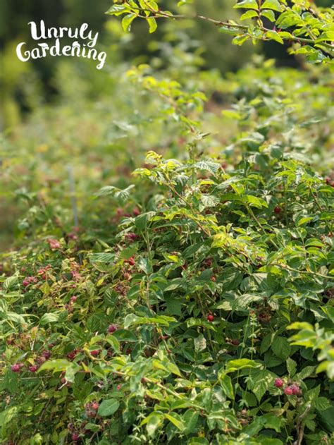 Harvesting And Using Raspberry Leaves Unruly Gardening Harvesting And Using Raspberry Leaves Unruly Gardening