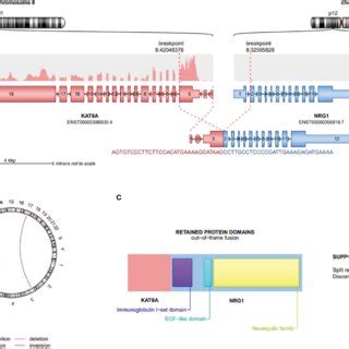 Schematic Depiction Of Gene Fusion Involving Kat6a And Nrg1 In Renal Download Scientific