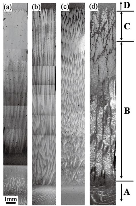 Macrostructures Of Longitudinal Section Of Directionally Solidified