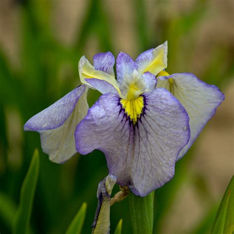 Iris Pseudata Tsukiyono Fieldstone Gardens Inc