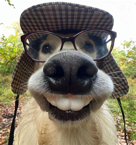Hehe 😎 Funny Dog Faces Silly Animal Pictures Cute Animals Puppies