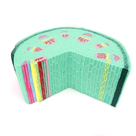 Модель Будова стебла Umag