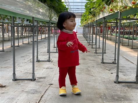 일산 딸기체험농장 일산 성연딸기 딸기따기체험 네이버 블로그