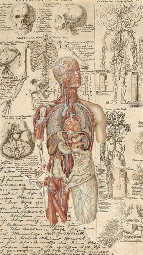 Anatomy Meets Art Da Vinci S Drawings Artofit