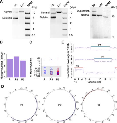 Accurate Mapping Of Mitochondrial Dna Deletions And Duplications Using Deep Sequencing