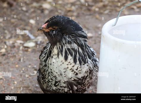 Easter Egger Young Rooster Easter Egger Laying Chickens Exist