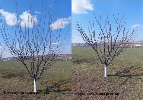 Дейности в овощната градина през февруари Български Фермер