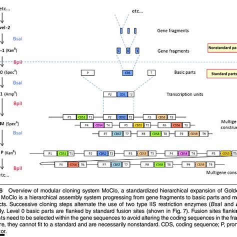 Pdf Synthetic Dna Assembly Using Golden Gate Cloning And The Hierarchical Modular Cloning Pipeline