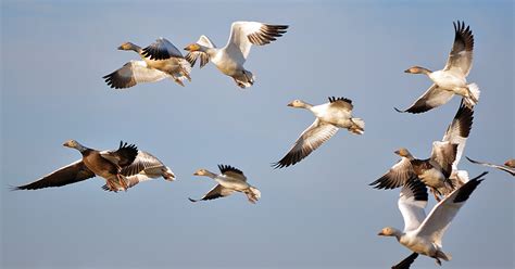 Migration Alert Migration Bottleneck Widens As Light Geese Push Into