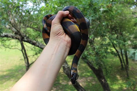 Crispysnakes — Tonic Bismarck Ringed Python Bothrochilus Boa
