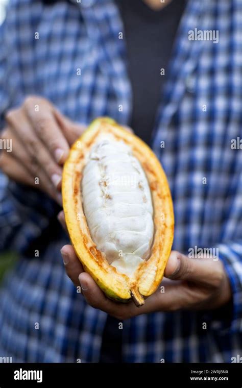 Woman Farmer Holding A Ripe Cocoa Fruit With Beans Inside Stock Photo Alamy
