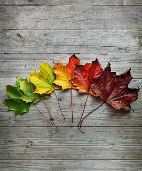 The Libraries New Transformative Agreements