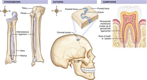 Articulations Basicmedical Key
