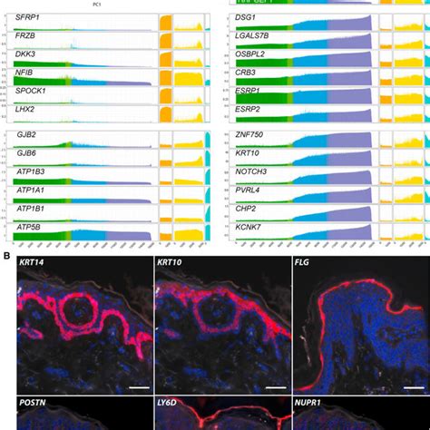 Coordinate Finely Distinguished Kinetics Of Gene Expression In Download Scientific Diagram