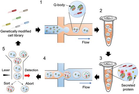 New High Throughput Method Screens Protein Secreting Microbes Mirage News