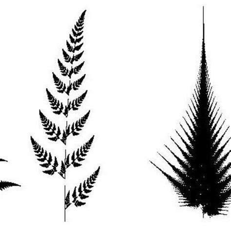 Various Kinds Of Fern Generated By The Random Iteration Algorithm