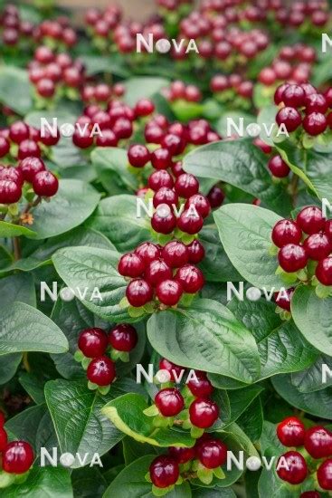 Hypericum Miracle Marvel