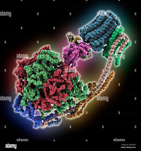 Bovine Mitochondrial Atp Synthase Computer Model Showing The Structure Of Bovine Mitochondrial
