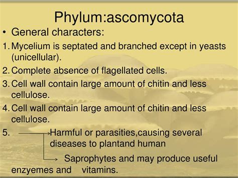 Ppt Phylum Ascomycota Powerpoint Presentation Free Download Id 3203064