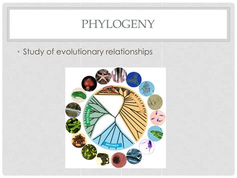 Ppt Cladistics Powerpoint Presentation Free Download Id 2810306